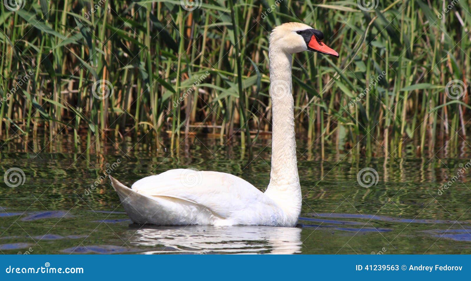 Swan stock image. Image of nesting, area, feather, nature - 41239563