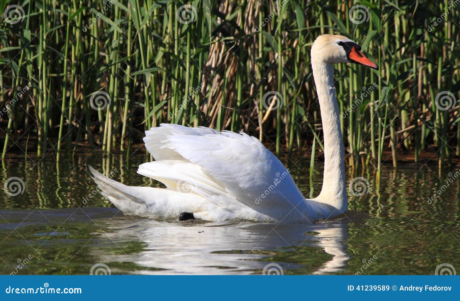 Swan stock image. Image of feather, cane, bird, white - 41239589