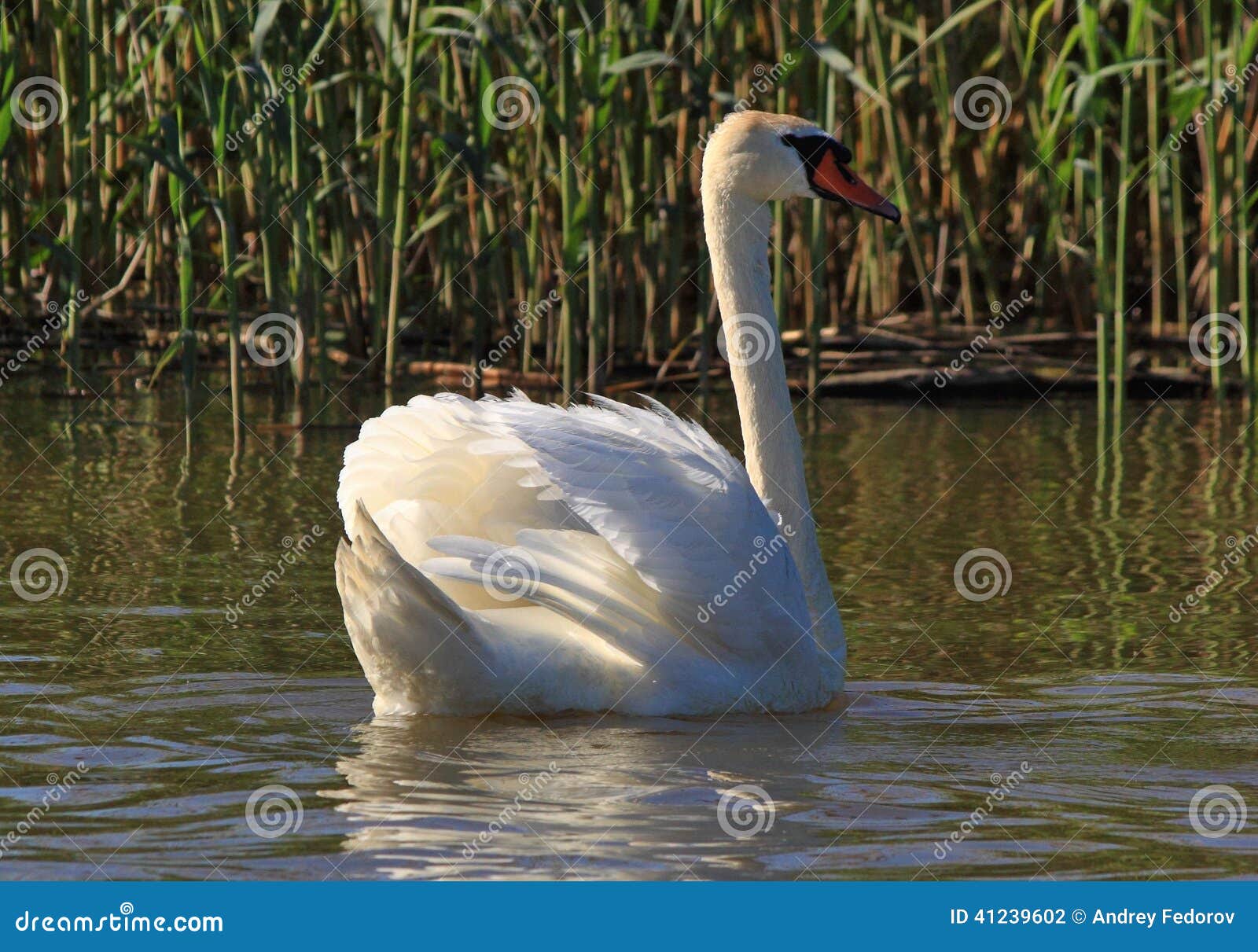 Swan stock photo. Image of wildlife, swan, bird, feather - 41239602