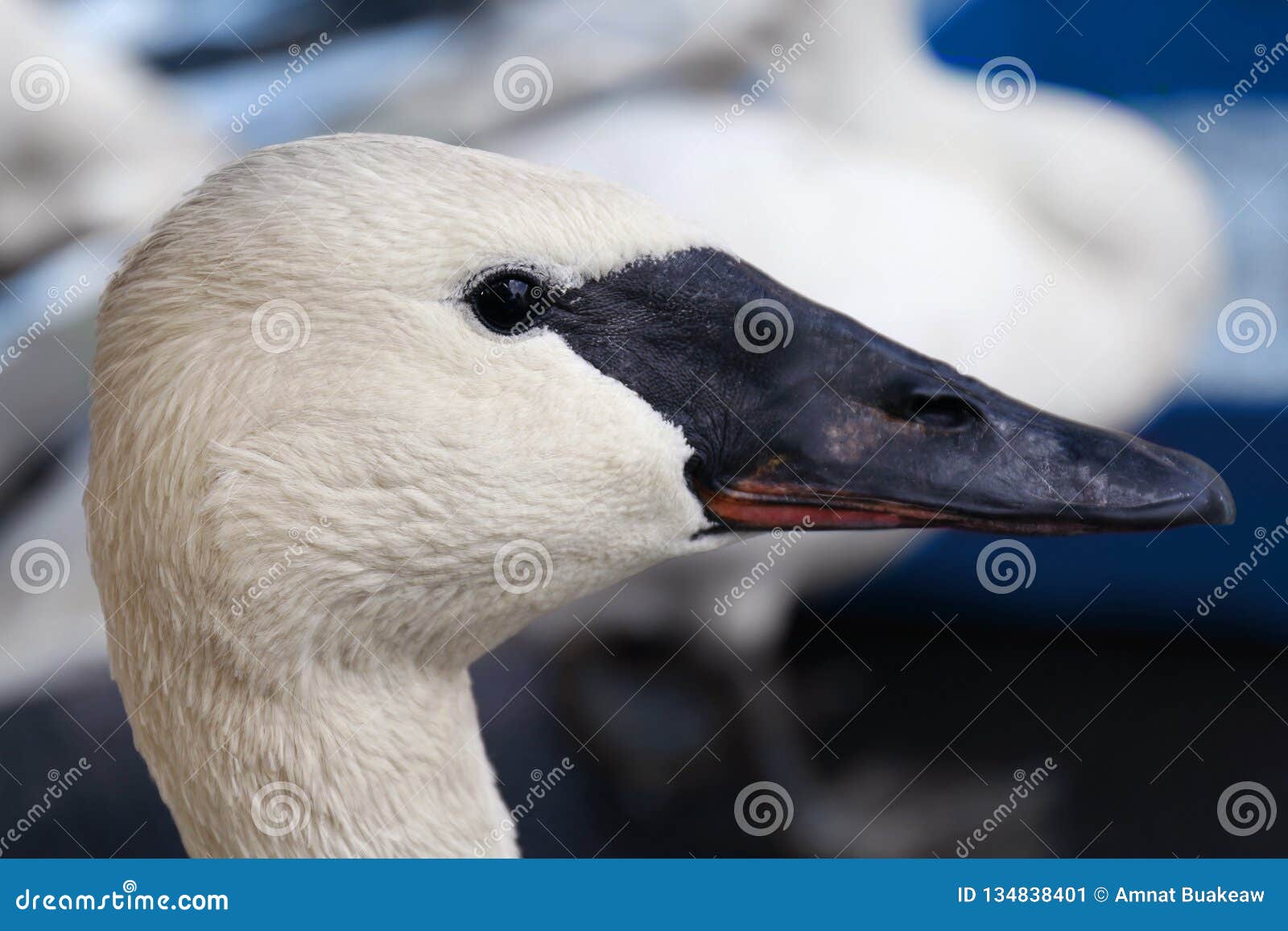 Swan, Swan White Head, Swan Face Stock Image - Image of closeup, farm ...