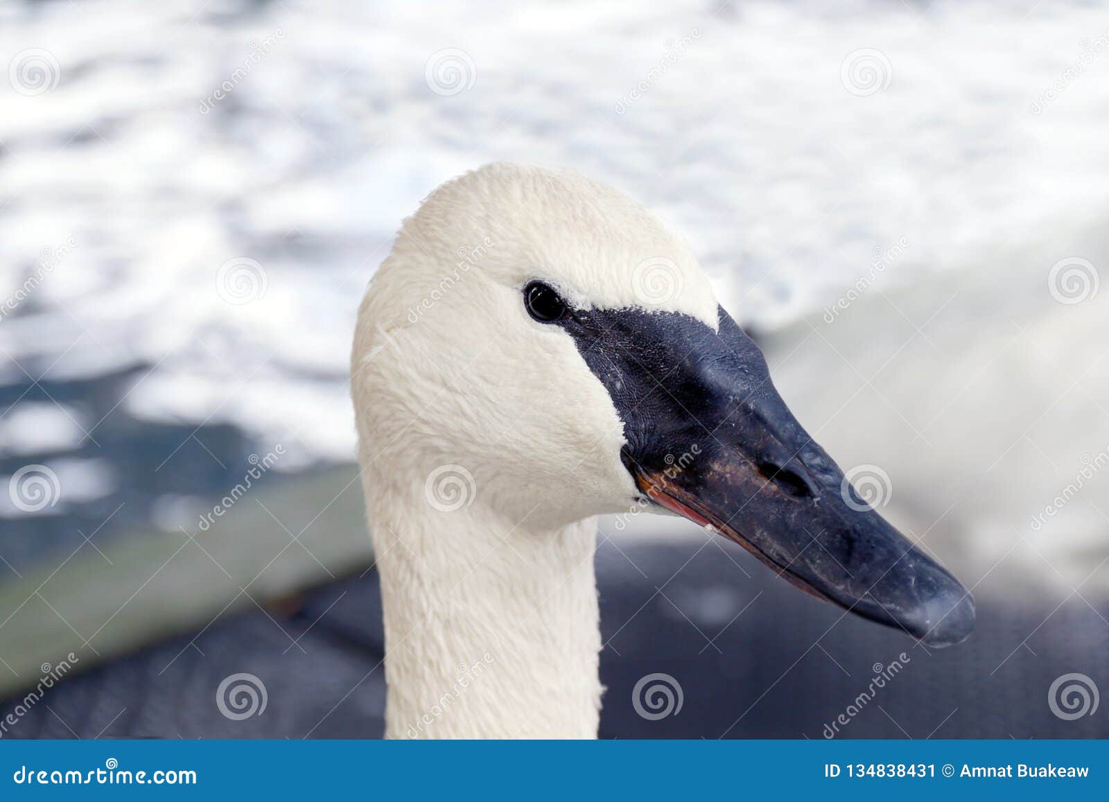 Swan, Swan White Head, Swan Face Stock Image - Image of farm, green ...