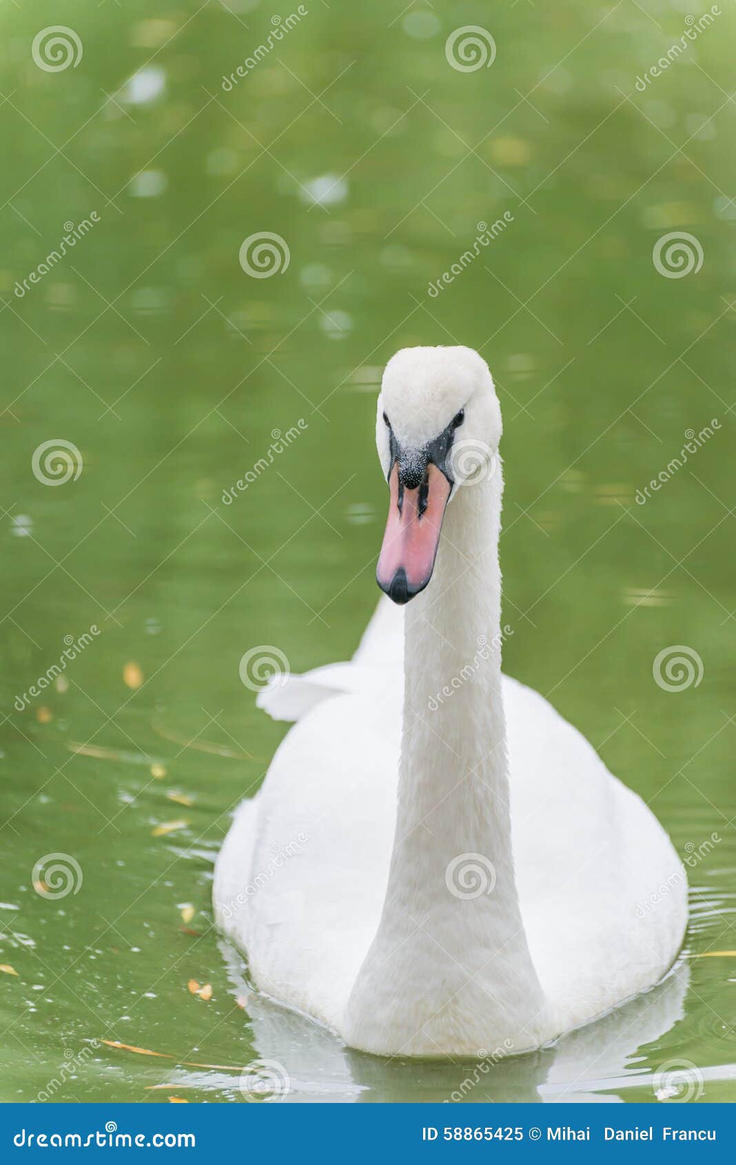 Swan stock image. Image of nature, romania, outside, beak - 58865425