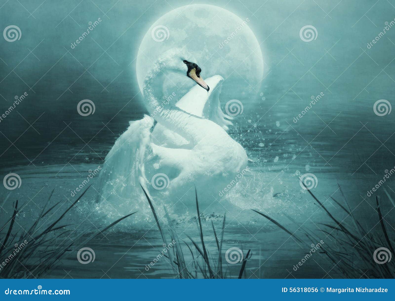Swan stock illustration. Illustration of nature, swim - 56318056
