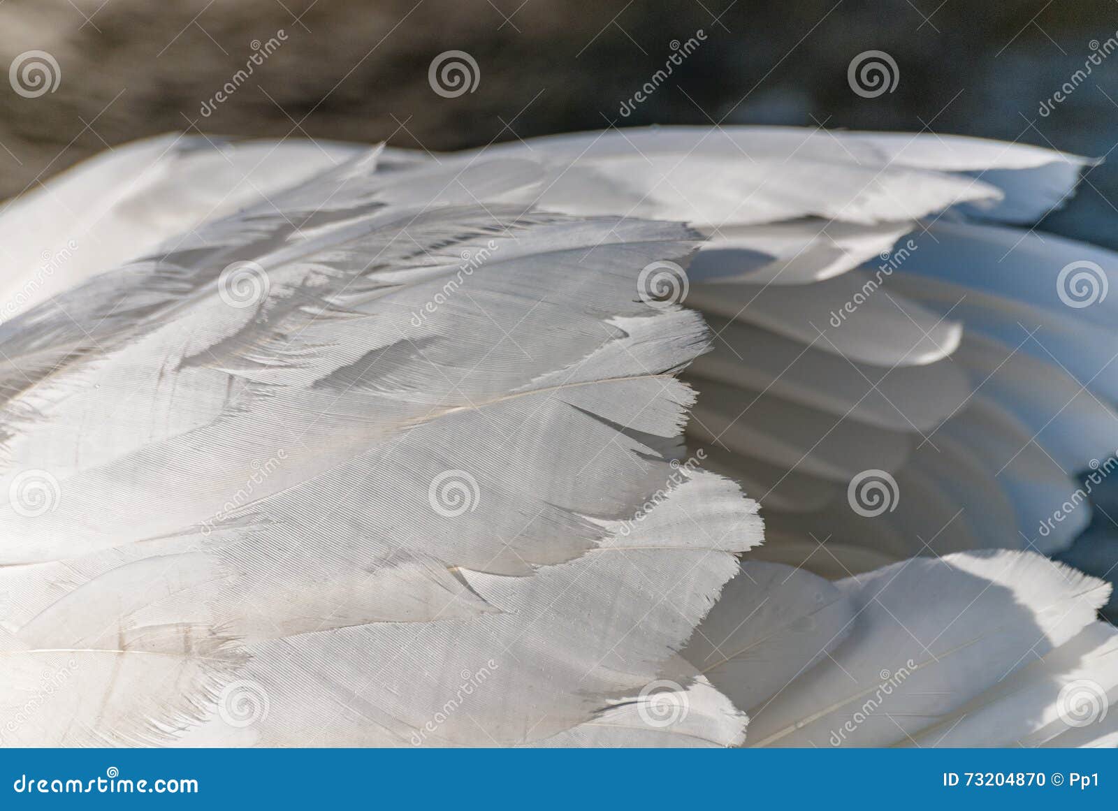 Swan wing feather detail stock photo. Image of animal - 73204870