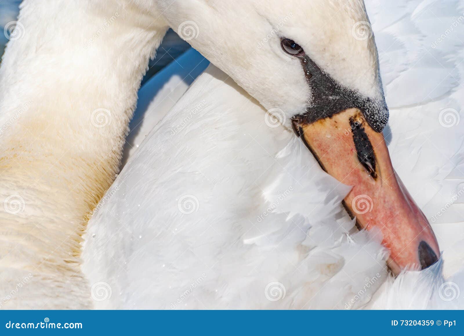 Swan Wing Feather Detail Close-up Stock Image - Image of sleeping, lake ...