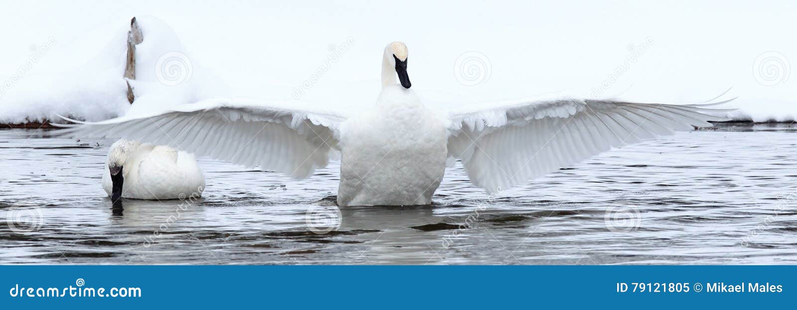 Swan with wings spread out stock image. Image of trumpeter - 79121805