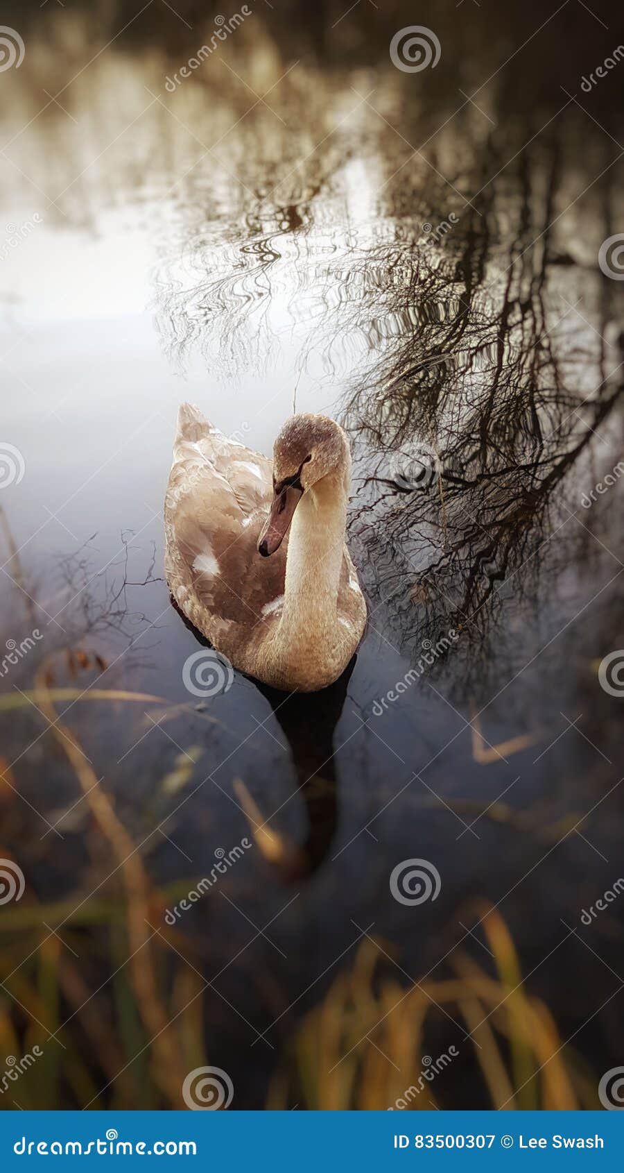 Swan stock image. Image of morning, early, young, wildlife - 83500307