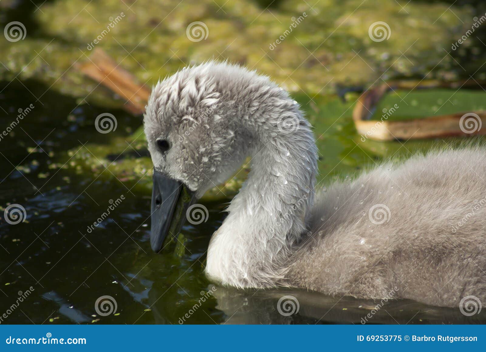 Swanling stock image. Image of mute, swims, cygnus, birds - 69253775