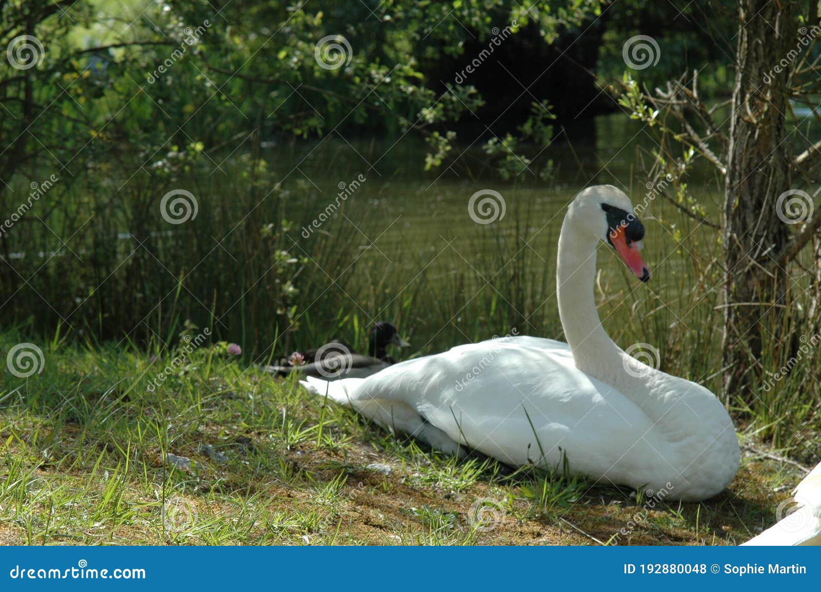 Swann and water stock photo. Image of swann, bird, quiet - 192880048