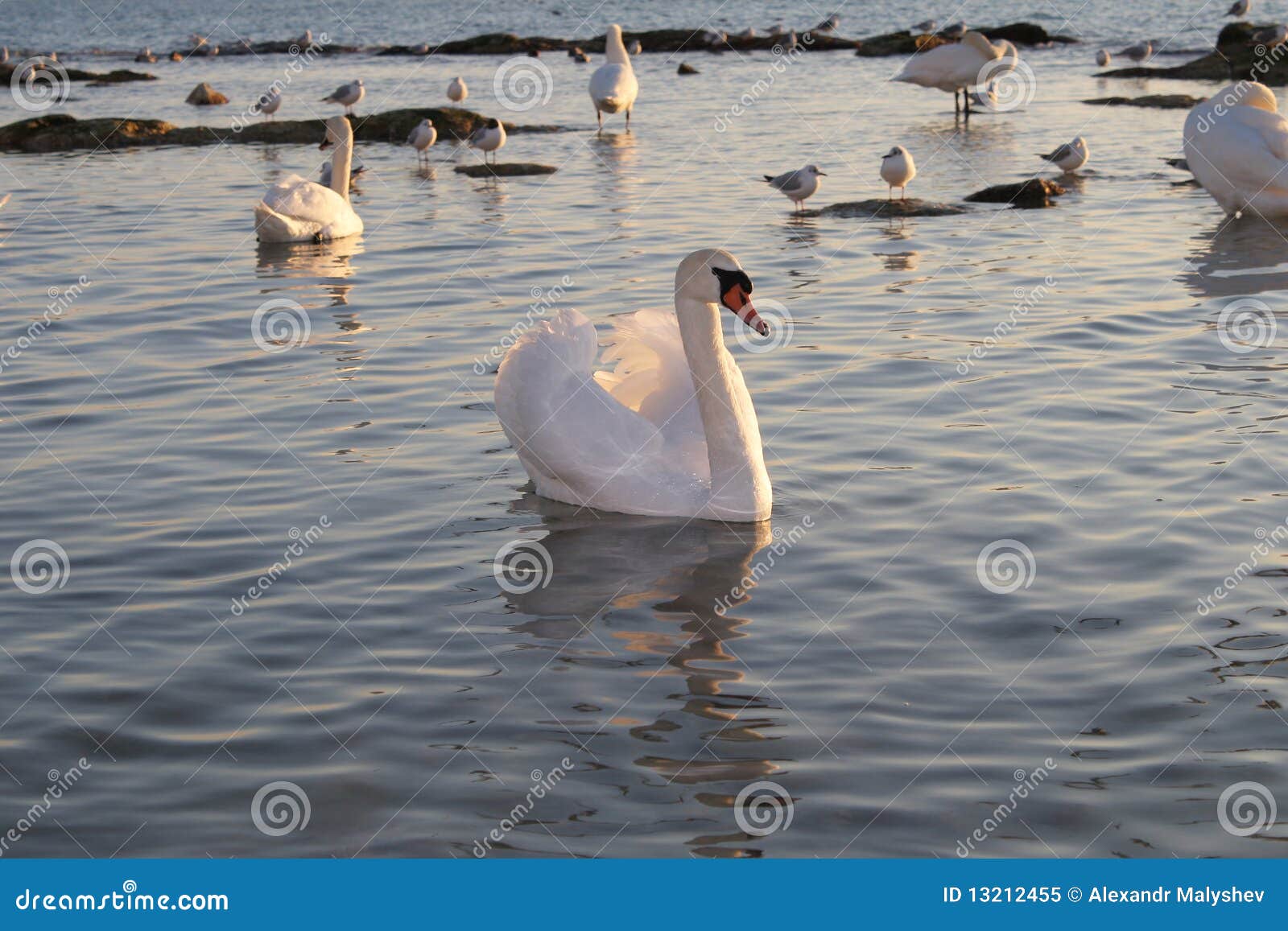 Swans. stock image. Image of landscape, peace, grace - 13212455