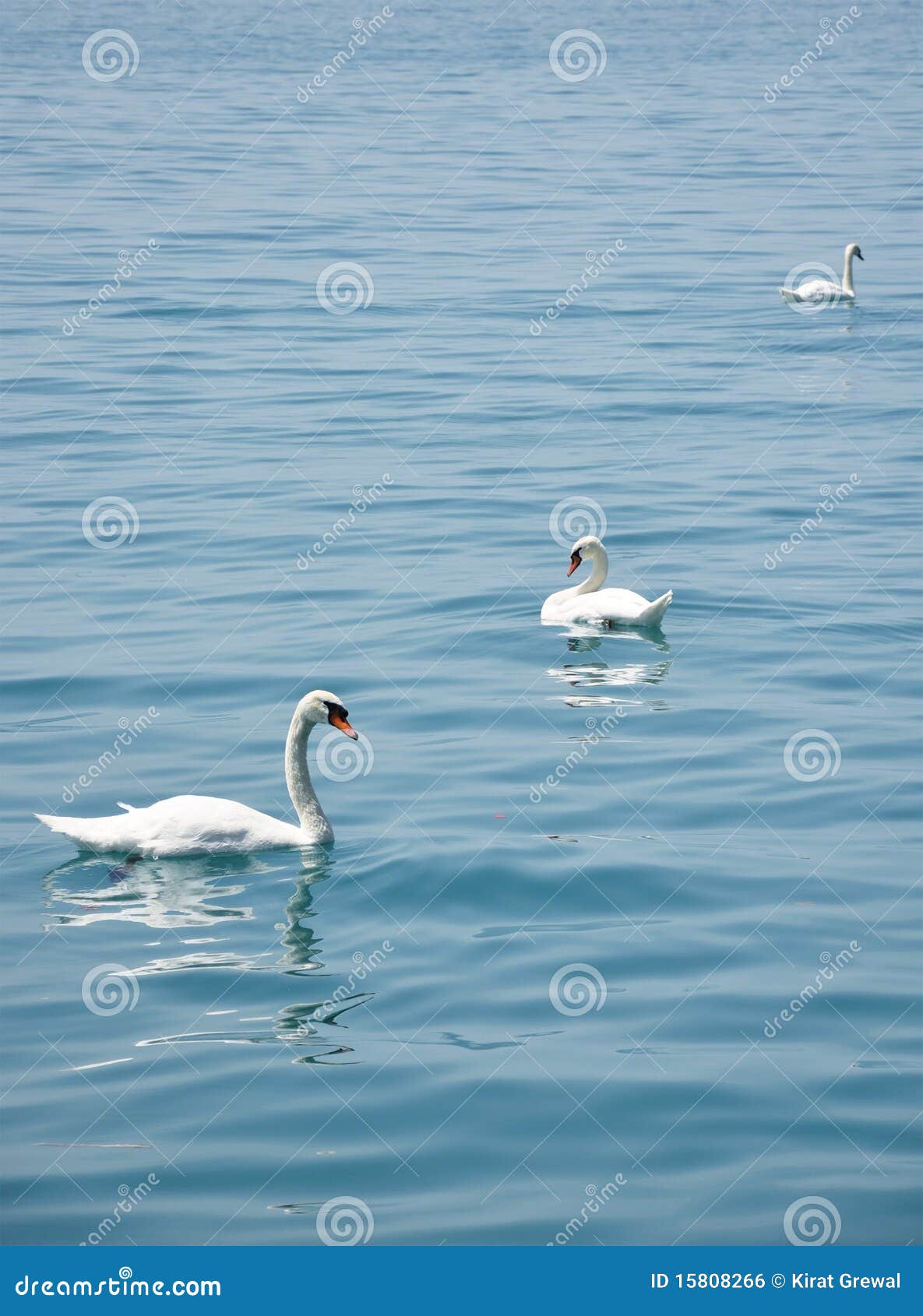 Swans stock photo. Image of purity, moving, beauty, undisturbed - 15808266