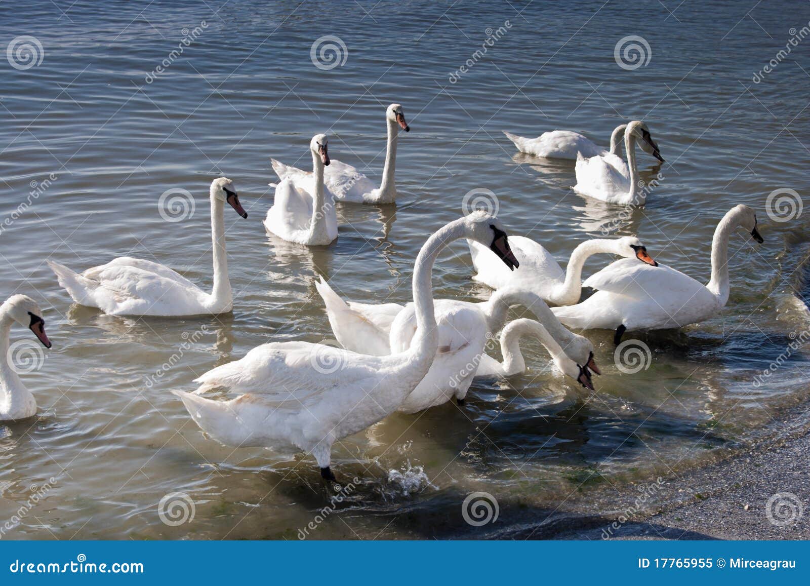 Swans stock image. Image of food, wildlife, graceful - 17765955