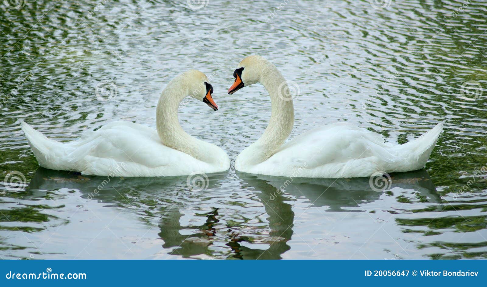 Swans stock image. Image of birds, ecosystem, paradise - 20056647