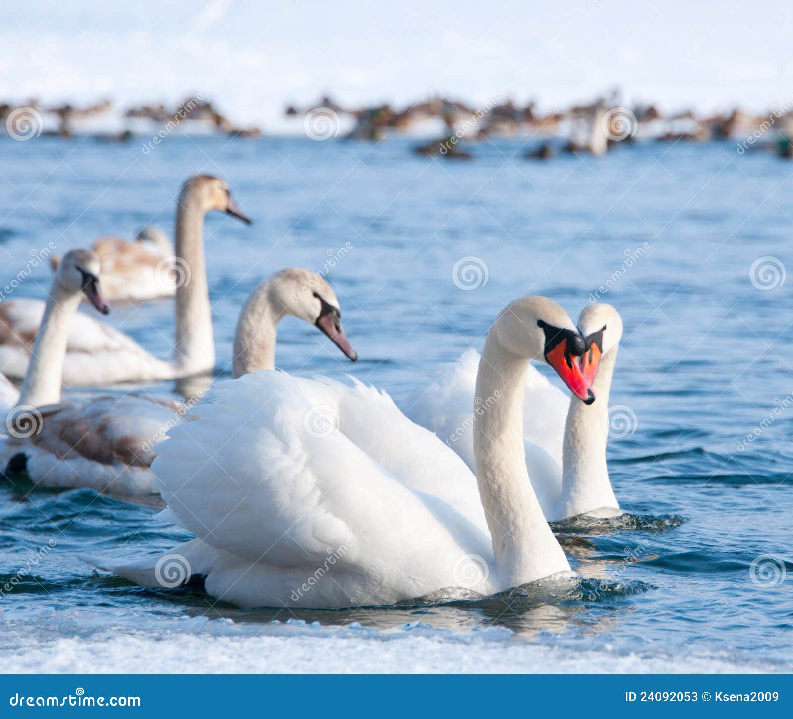 Swans stock image. Image of swimming, wild, grace, vivid - 24092053