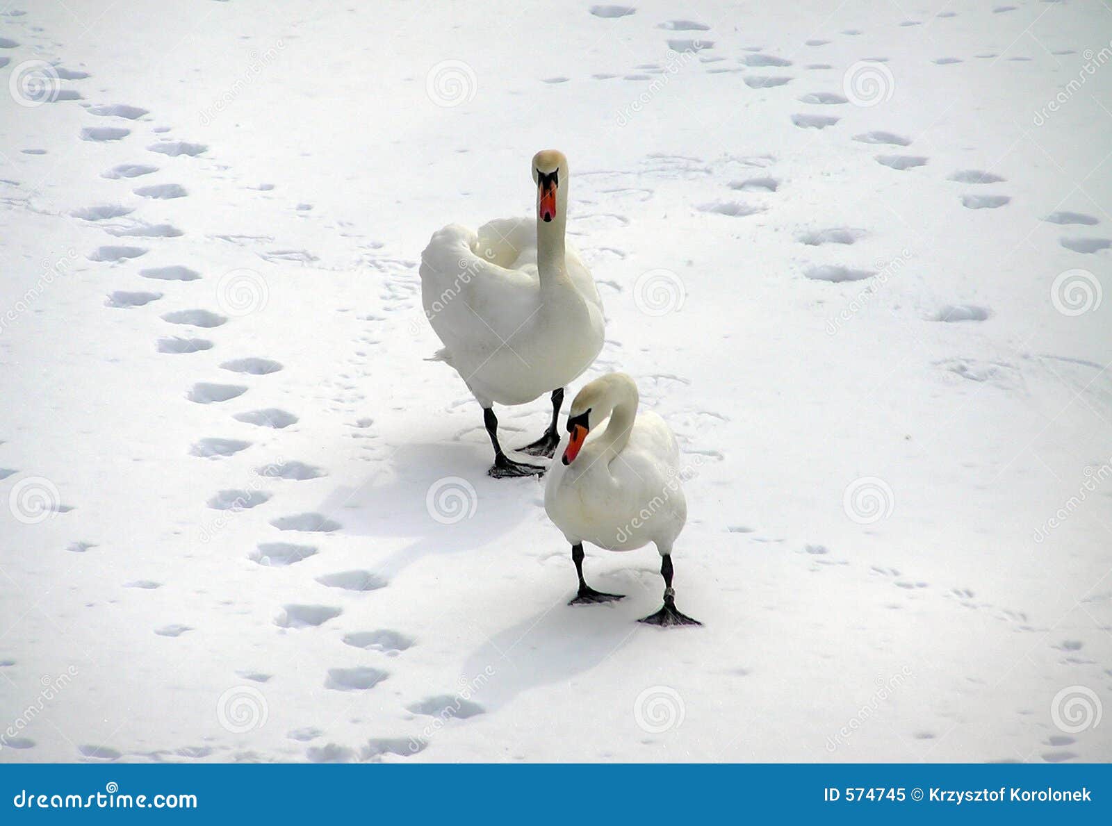 Swan Footprint Photos - Free & Royalty-Free Stock Photos from Dreamstime