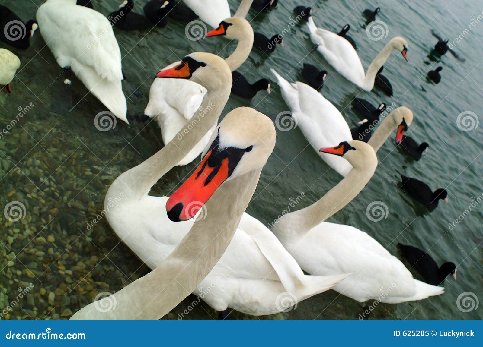 Swans stock image. Image of swan, love, close, colors, bird - 625205
