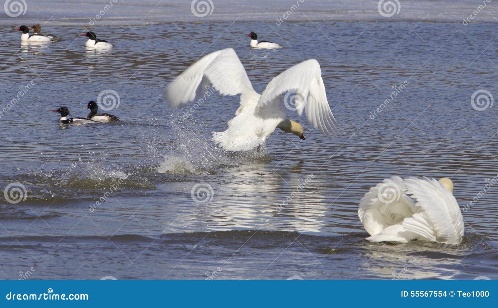 The swans attack stock photo. Image of swan, orange, wholly - 55567554
