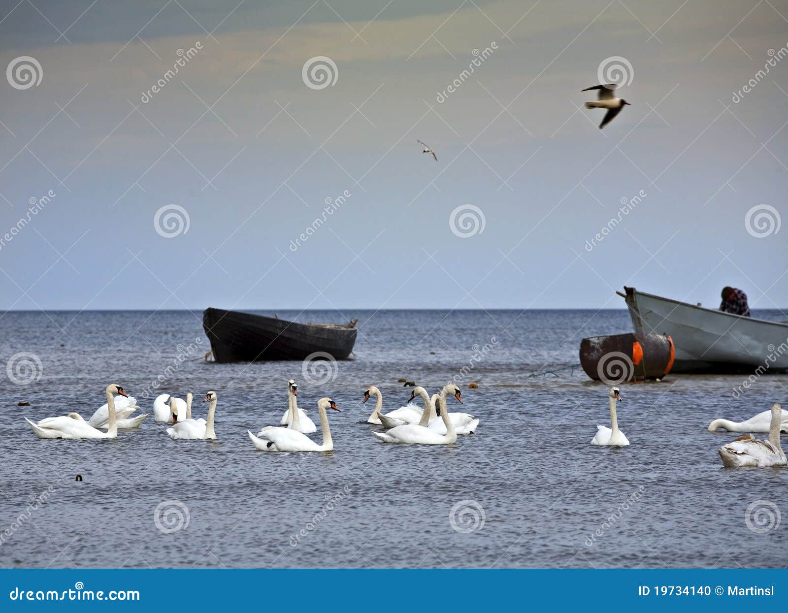 Swans in the Baltic sea. stock photo. Image of lake, drifting - 19734140