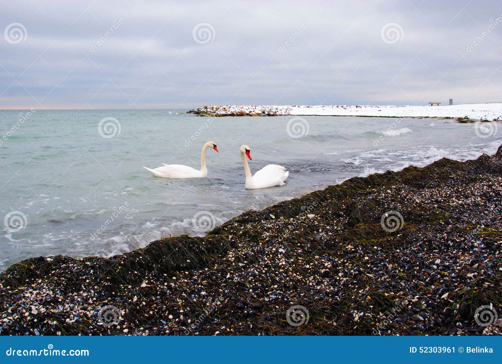 Swans in the Baltic Sea stock image. Image of denmark - 52303961