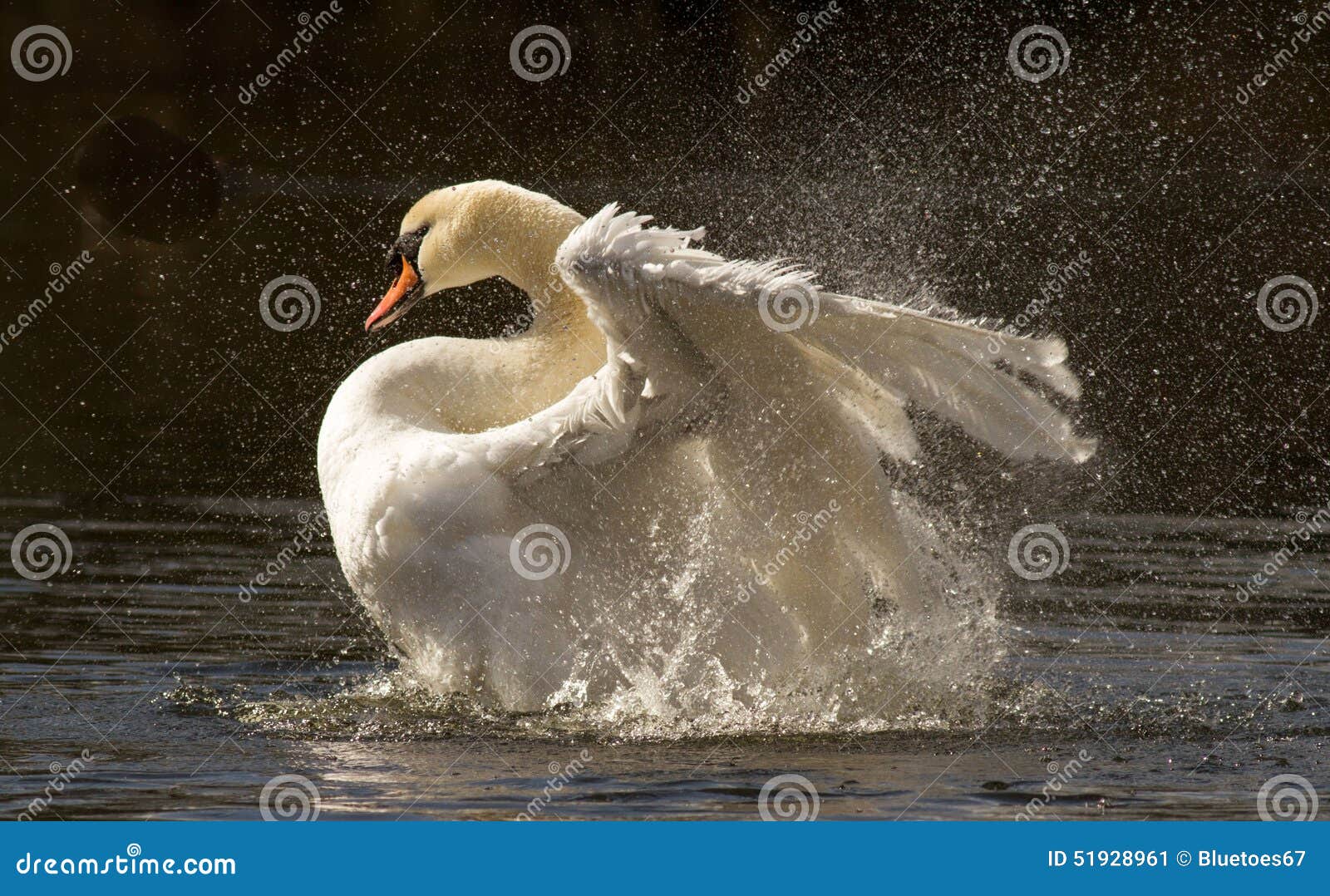 Swans Bath time stock image. Image of dropplets, back - 51928961