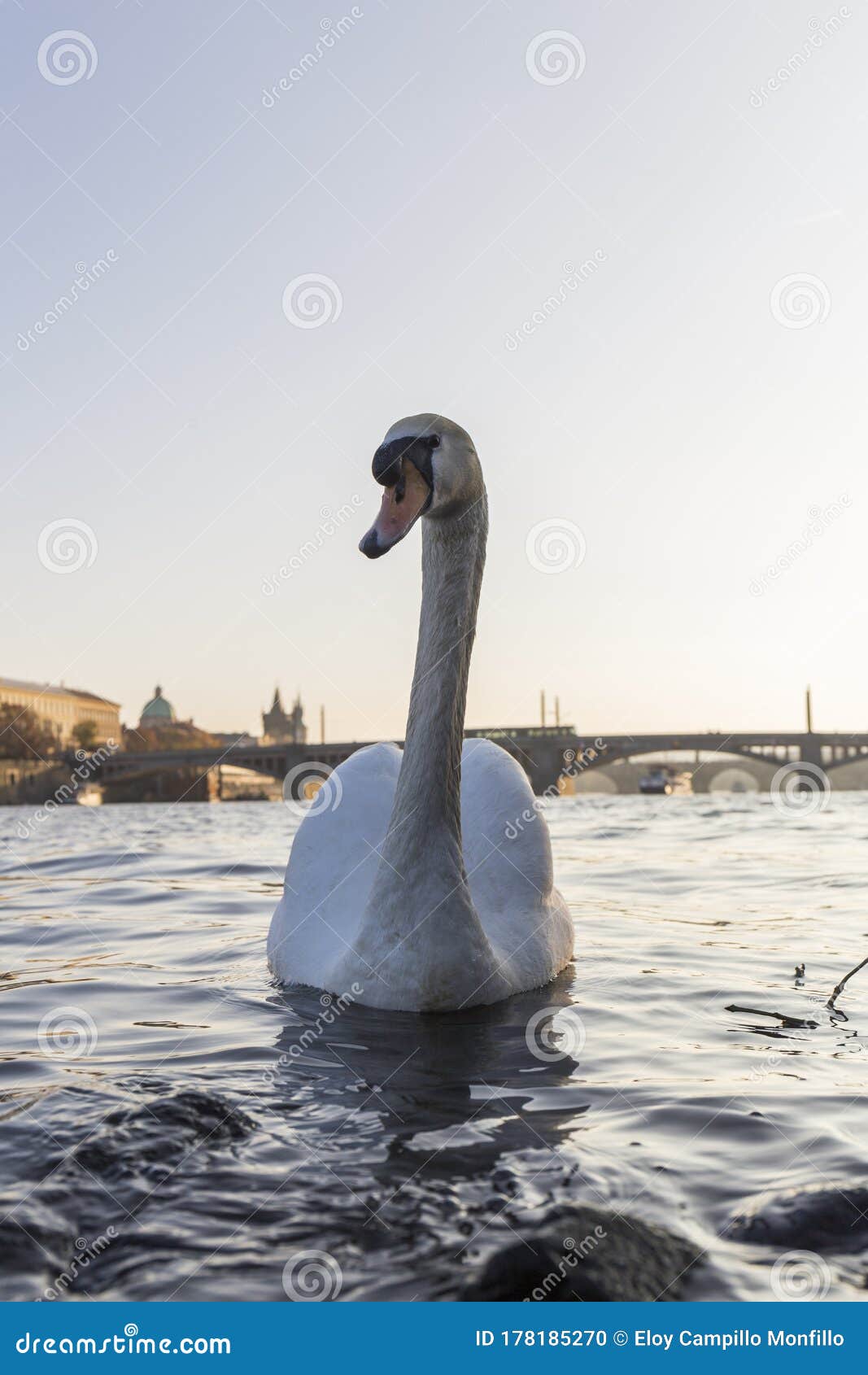 Swans bathing in the river stock photo. Image of fluff - 178185270