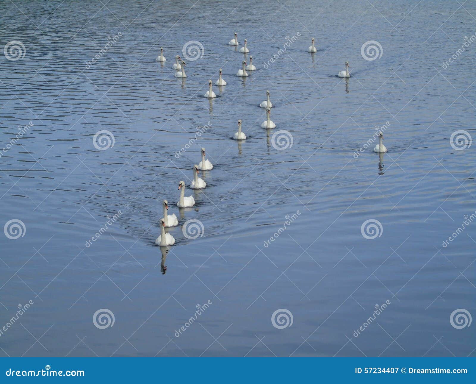 Swans in Battleship Formation Stock Image - Image of flock, battership ...