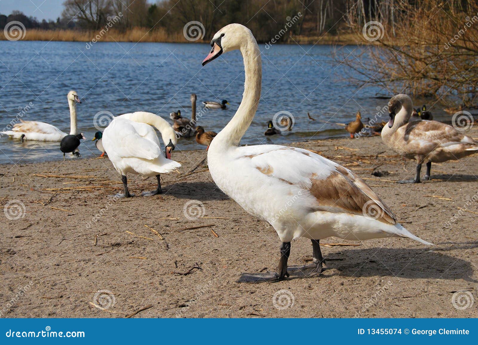 Swans on the Beach stock photo. Image of graceful, swan - 13455074