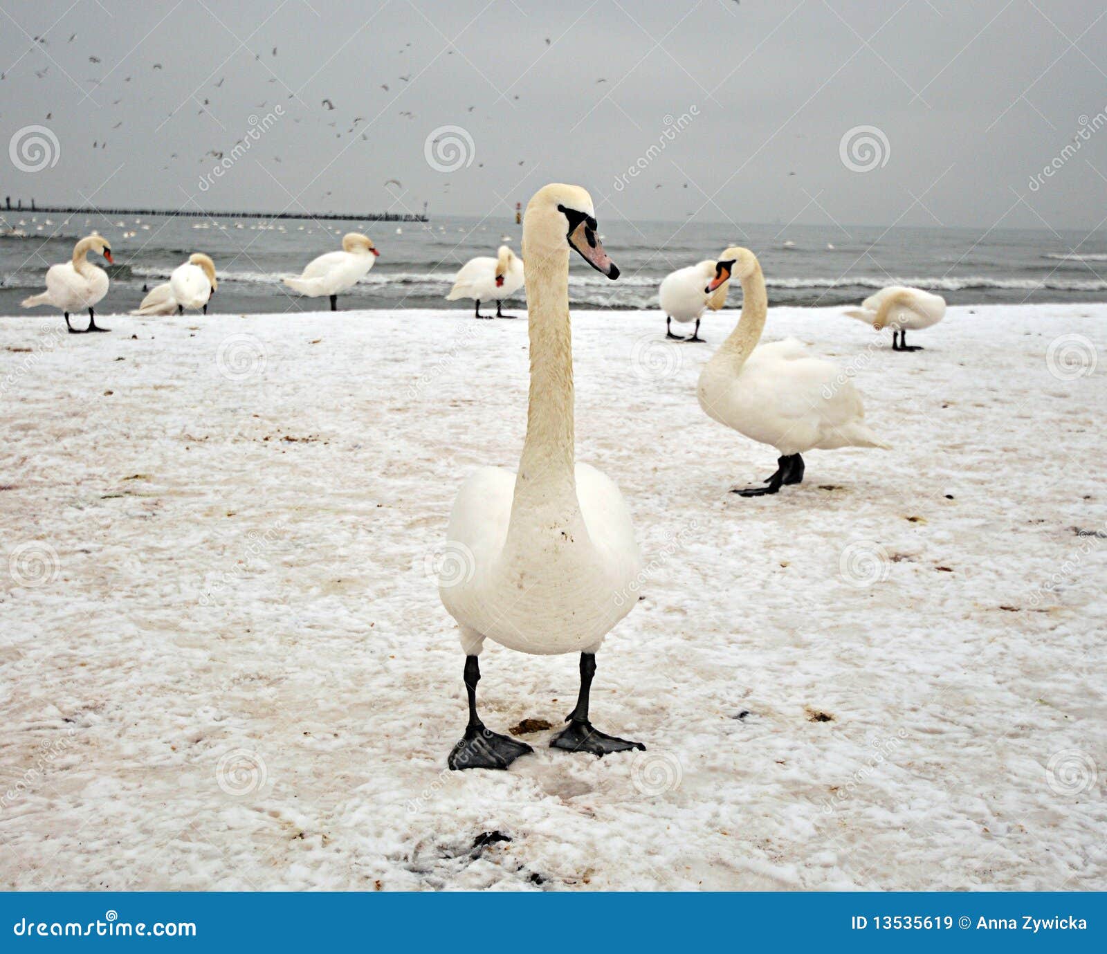 Swans on beach stock image. Image of animal, landscape - 13535619