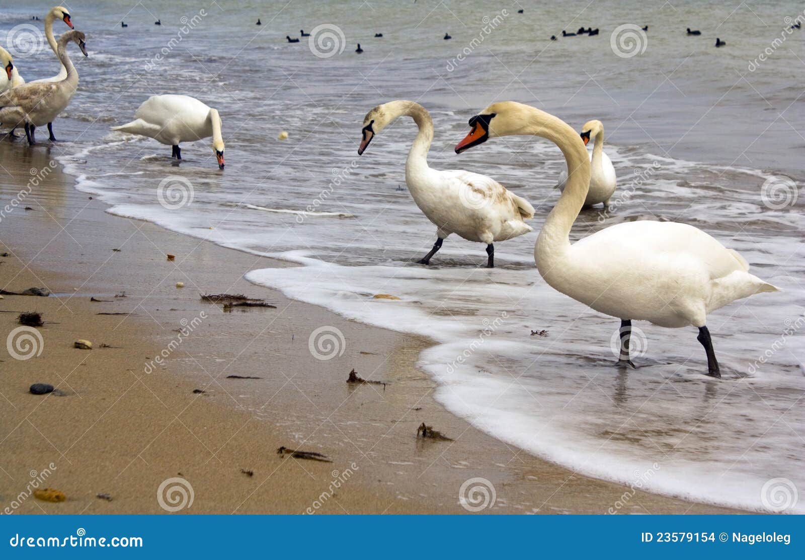Swans at beach stock photo. Image of shore, walking, beautiful - 23579154