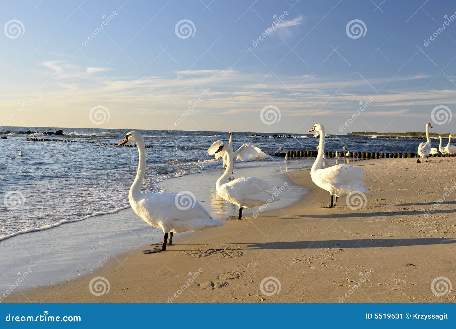 Swans on beach stock image. Image of waves, seascape, sand - 5519631