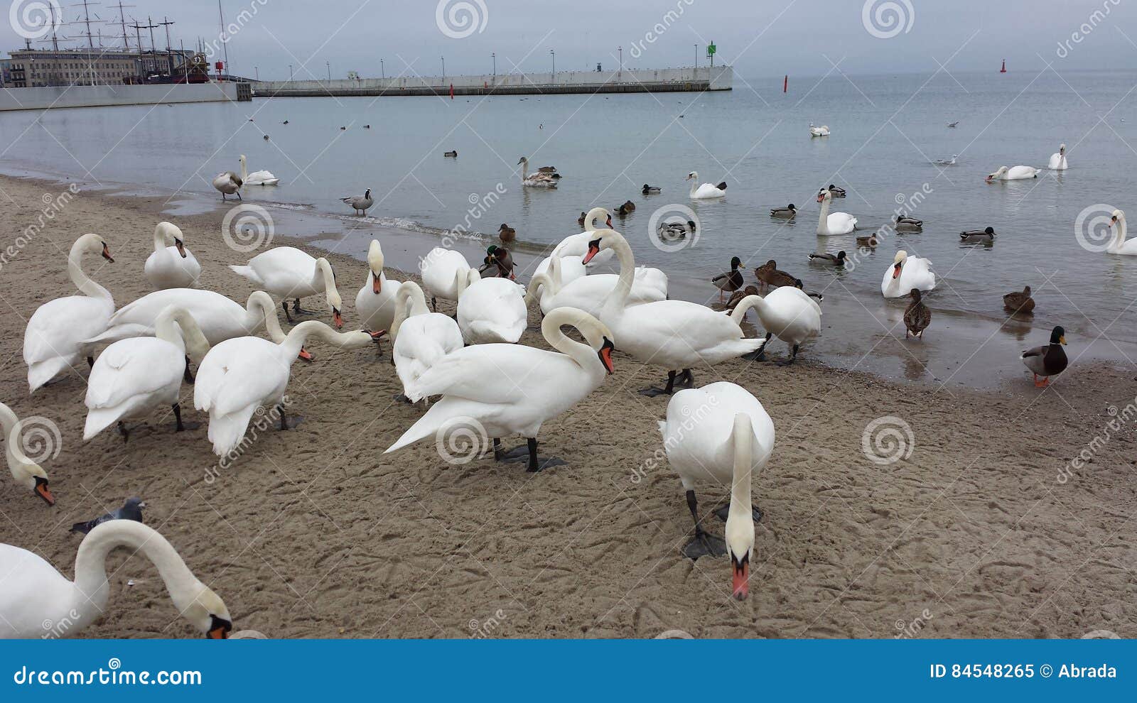 Swans on the beach stock image. Image of sand, winter - 84548265