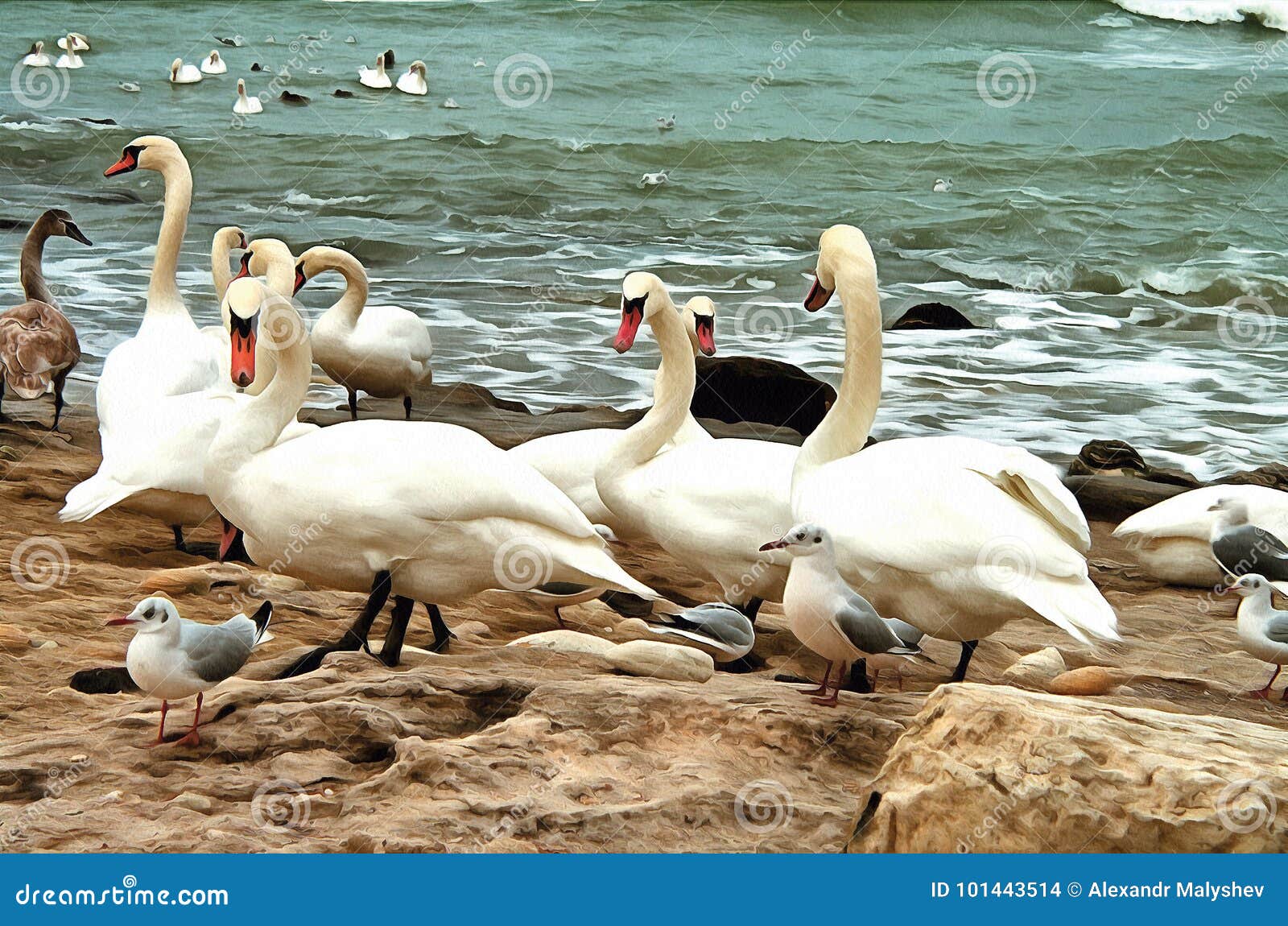 Swans on the beach. stock photo. Image of white, bird - 101443514
