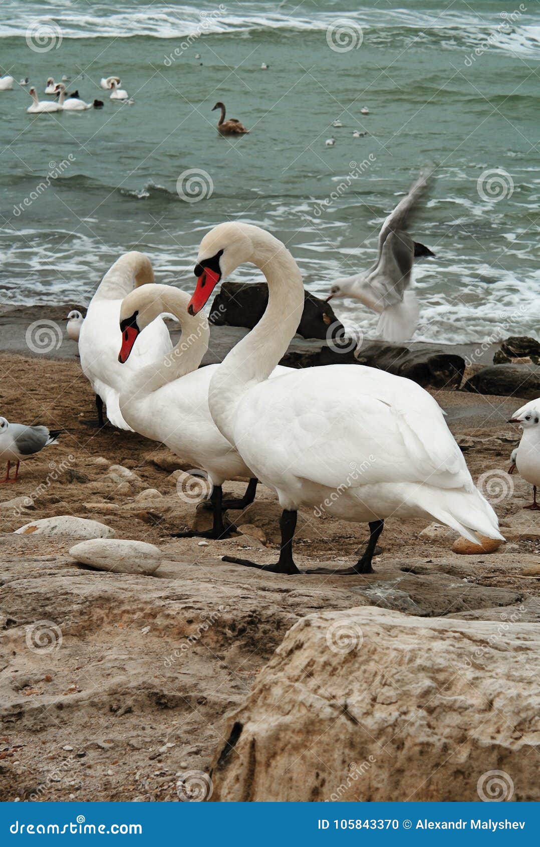 Swans on the beach. stock photo. Image of swan, caspian - 105843370