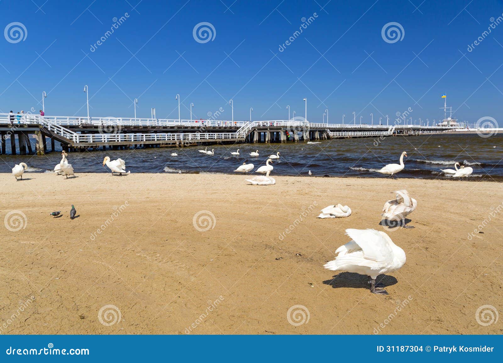 Swans on the Beach in Sopot Stock Photo - Image of beauty, coastline ...