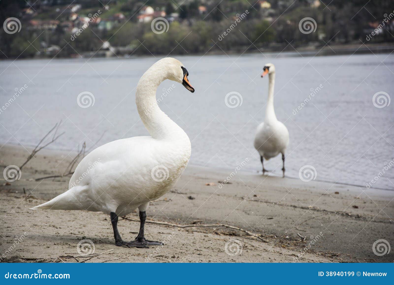 Swans on the beach stock image. Image of sand, talk, lovers - 38940199
