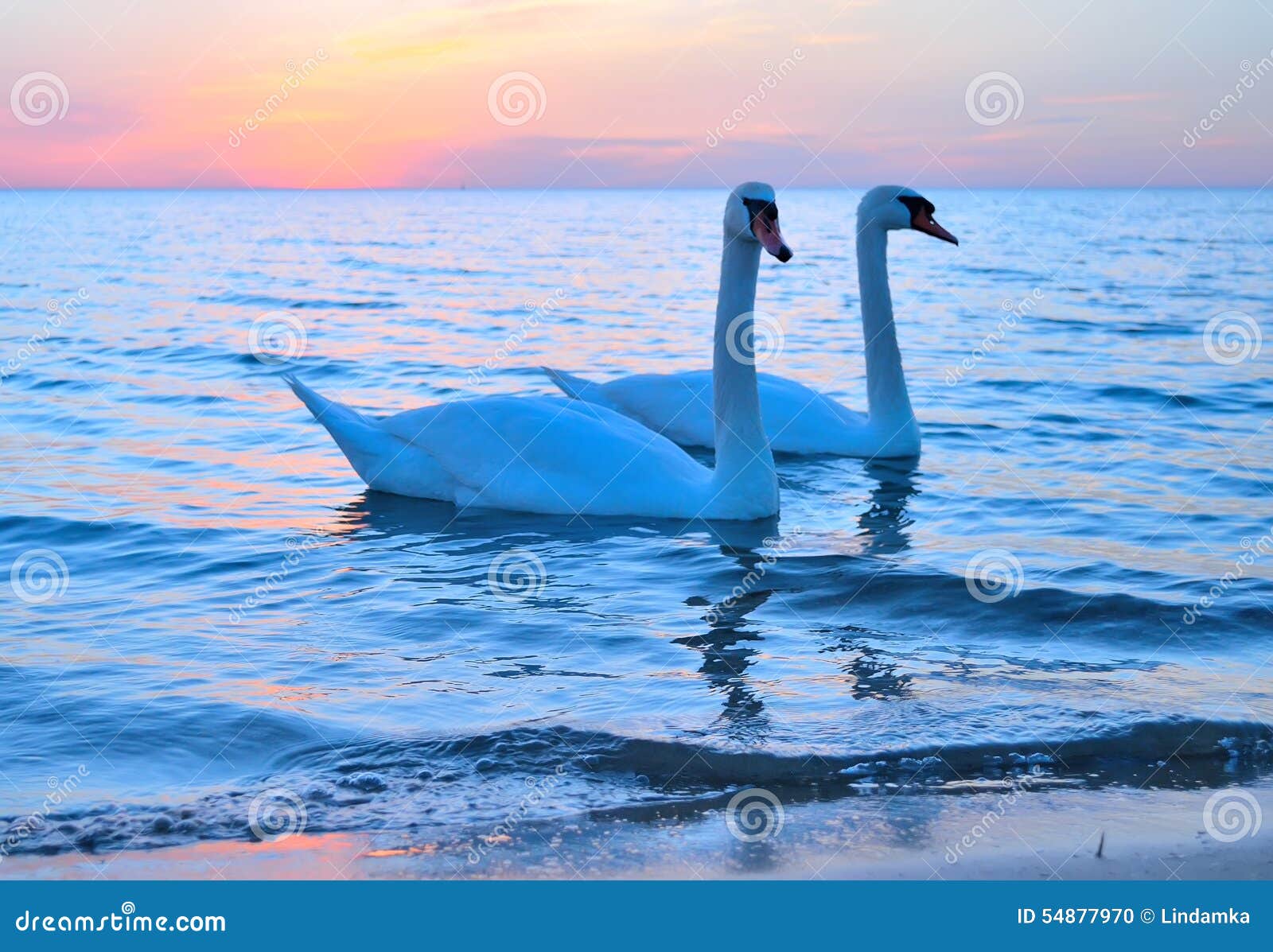 Swans stock photo. Image of paradise, sunlight, reflection - 54877970