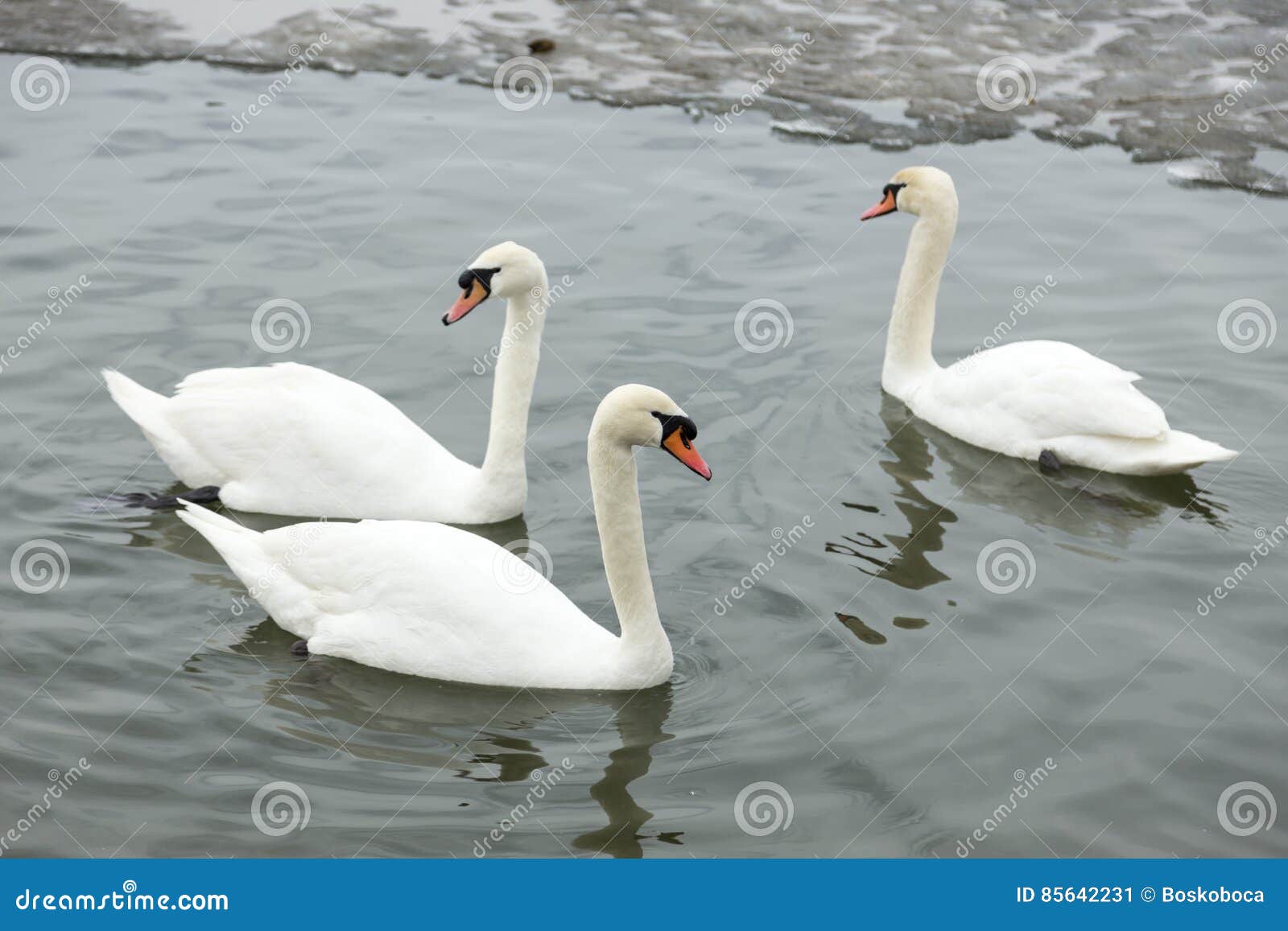 Swans stock image. Image of nature, swim, frozen, peace - 85642231