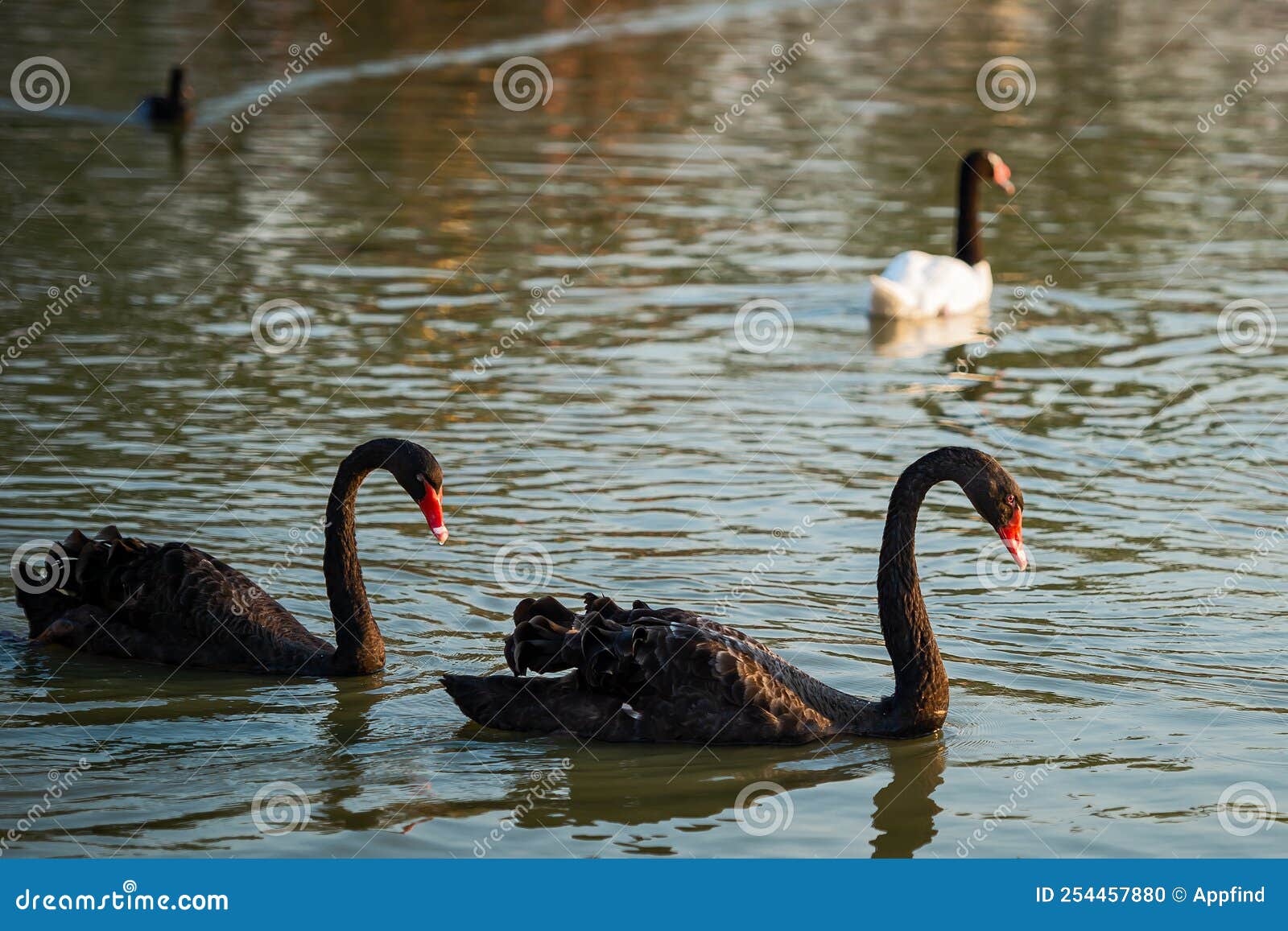 Swans and Black-necked Swans Stock Photo - Image of asia, elegance ...