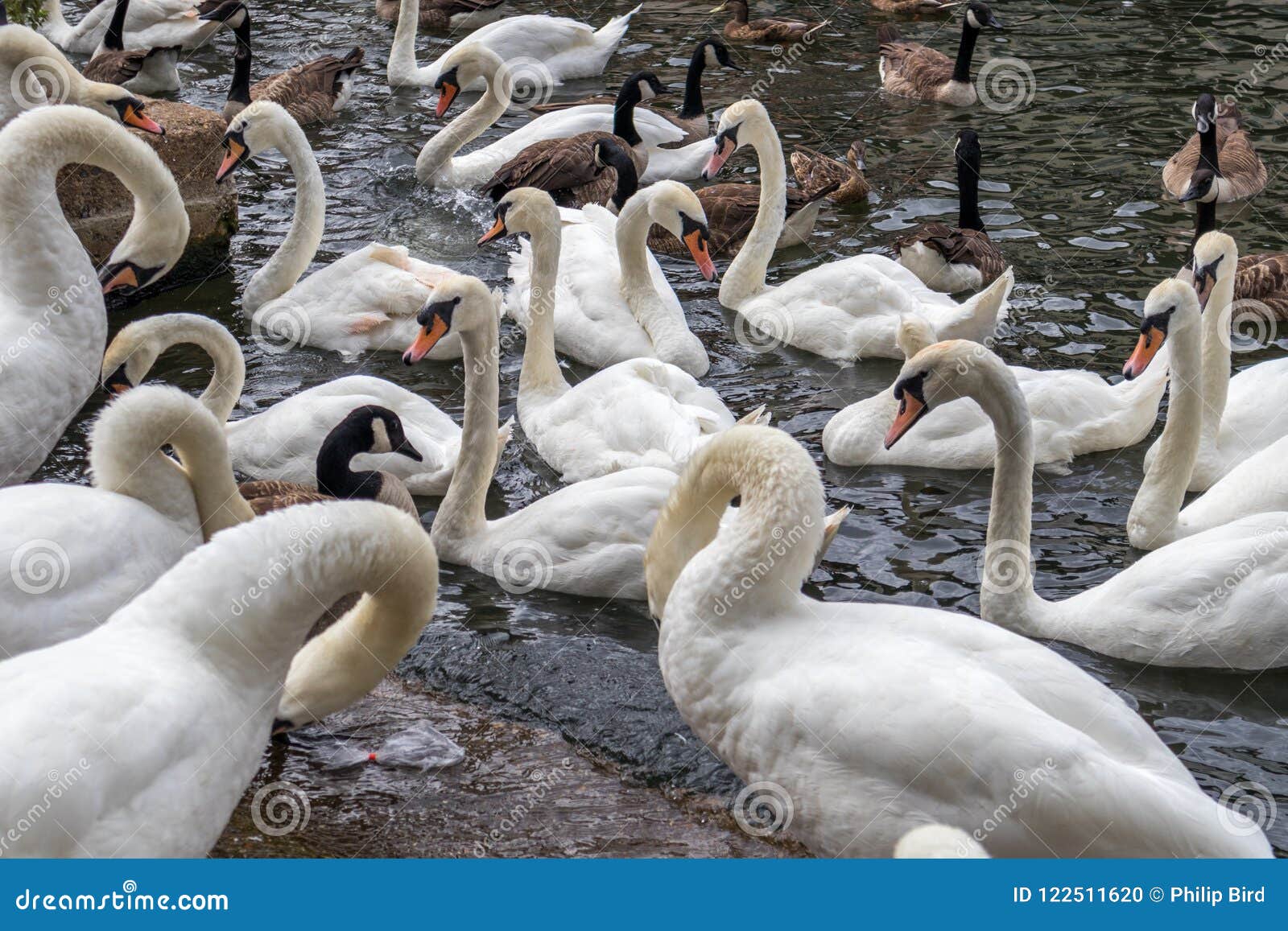 Swans and Canada Geese stock photo. Image of geese, feathers - 122511620