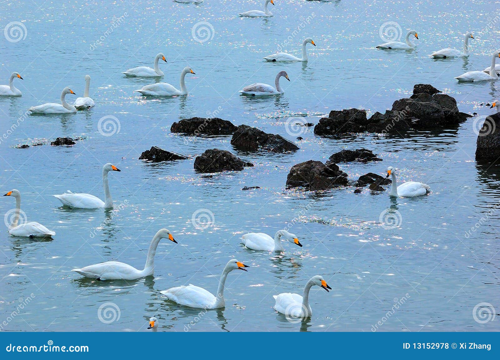 Swans in China stock photo. Image of beak, swan, migratory - 13152978