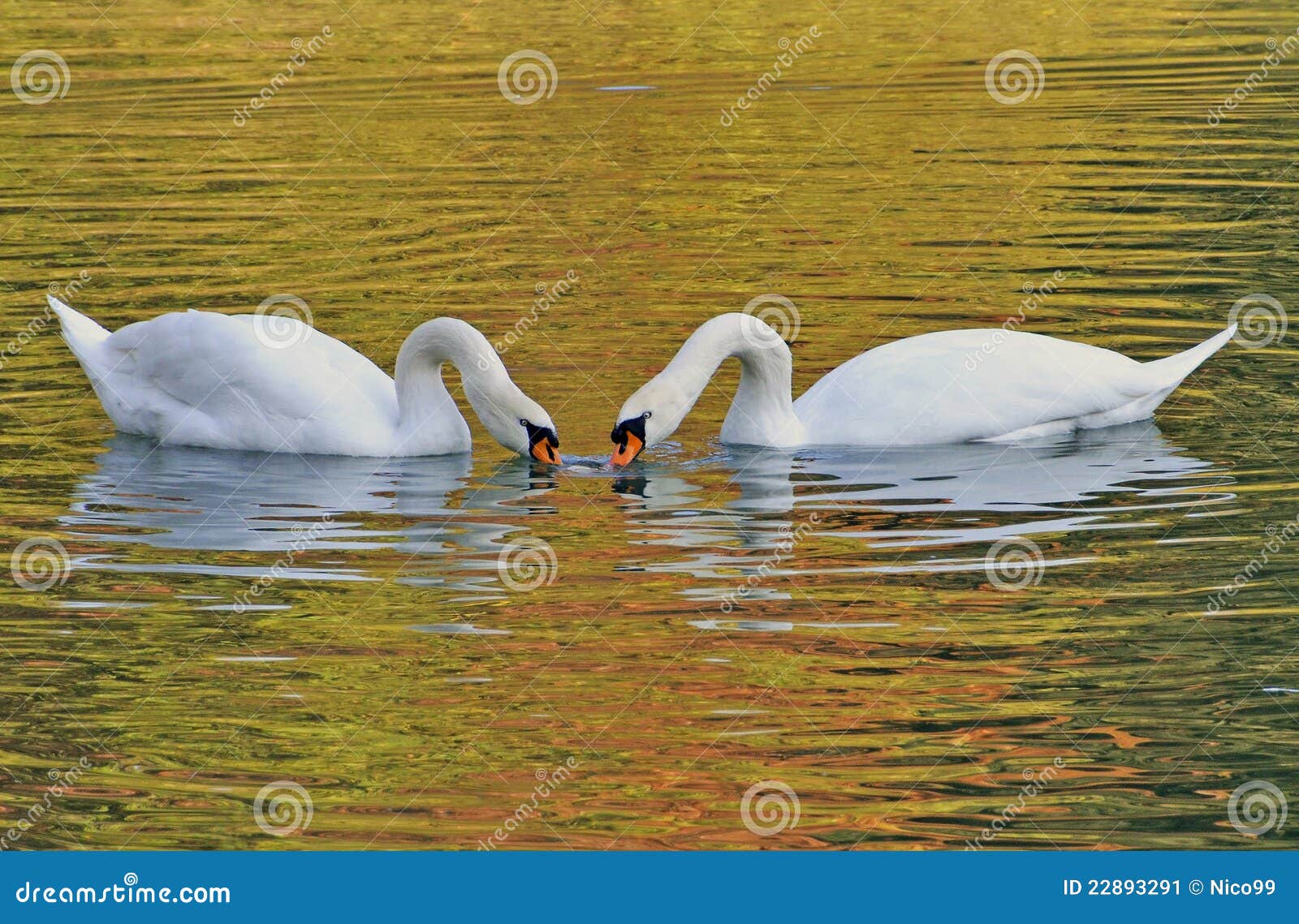 Swans Couple Eating Together Stock Image - Image of lovely, park: 22893291
