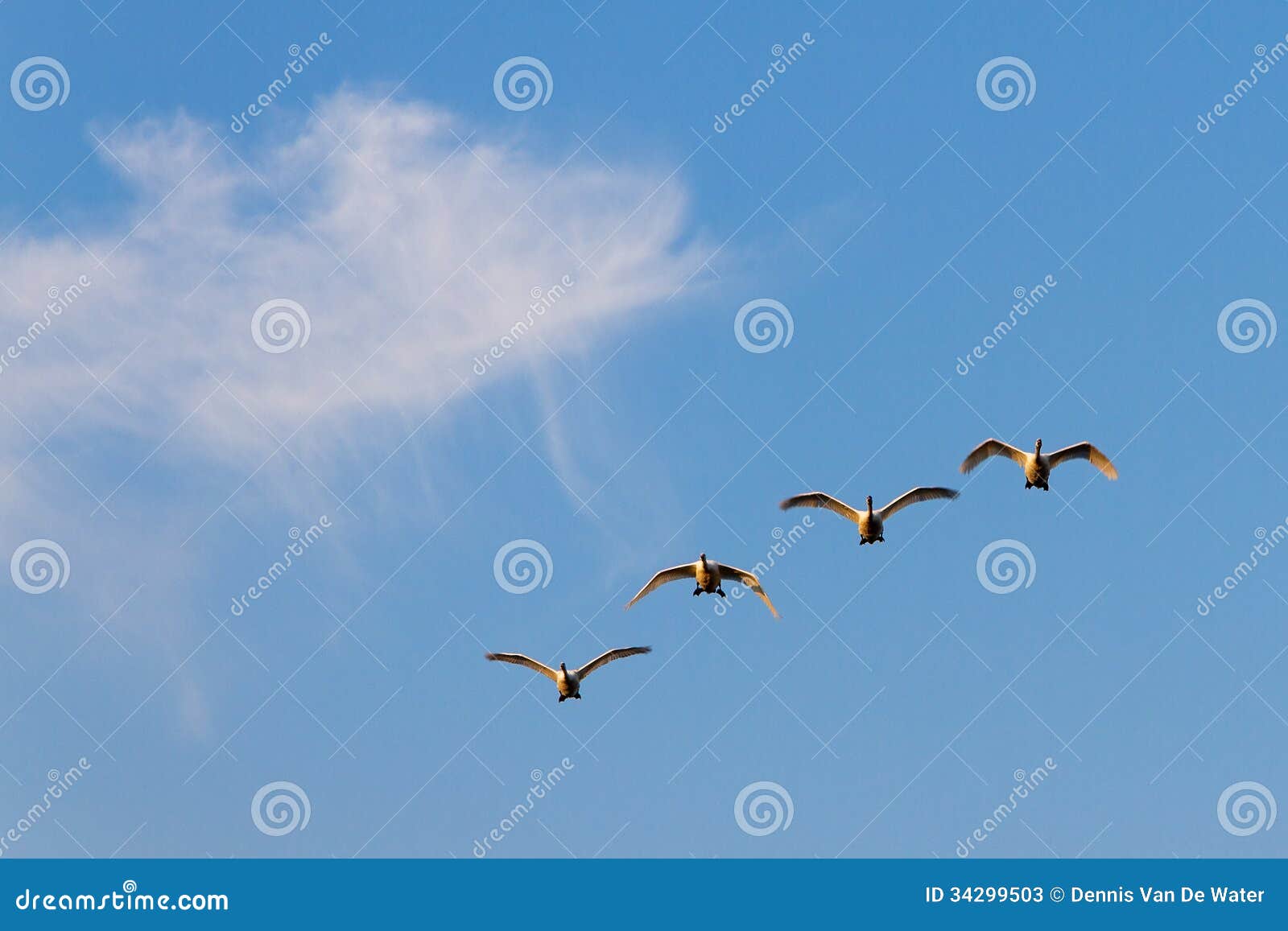 Swans diagonal stock image. Image of wildlife, white - 34299503