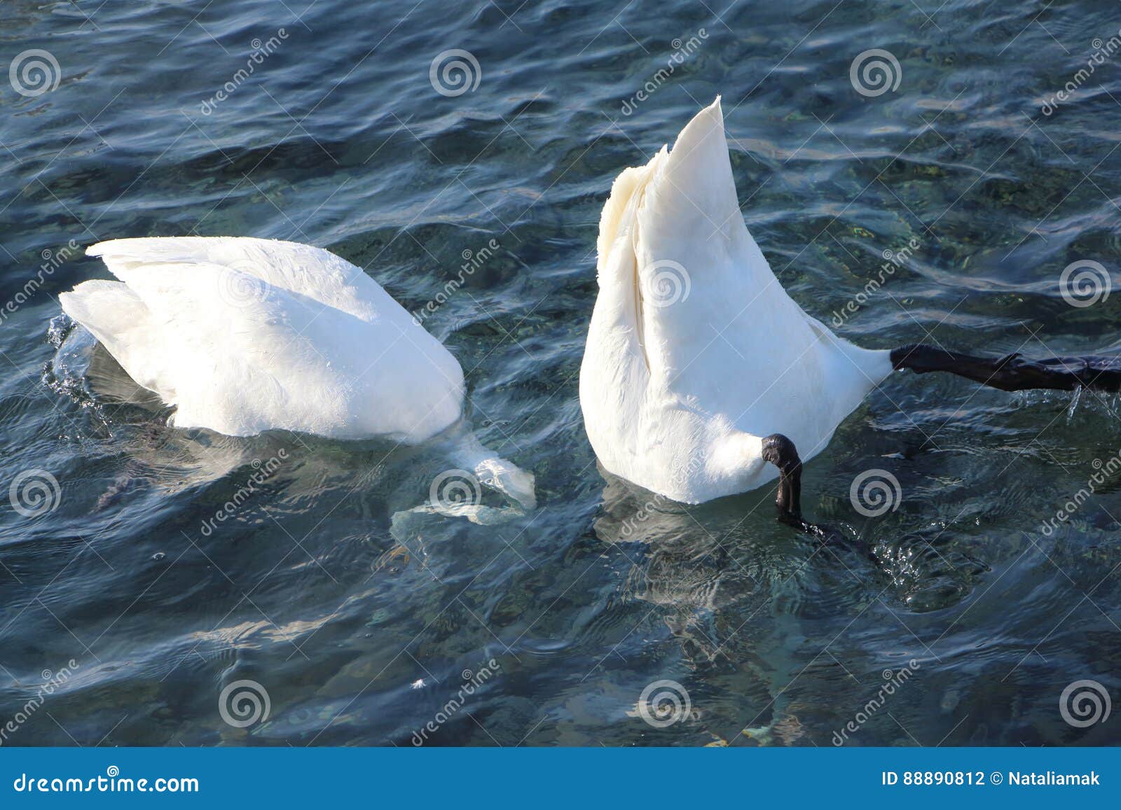 Swans Diving in Water in Spring Stock Photo - Image of spring, reserve ...