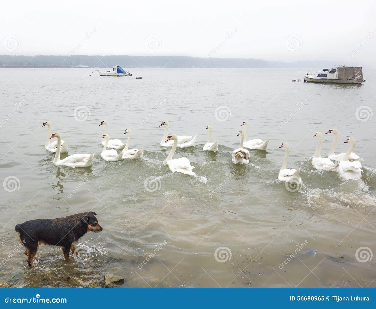Swans and dog editorial image. Image of town, frost, water - 56680965