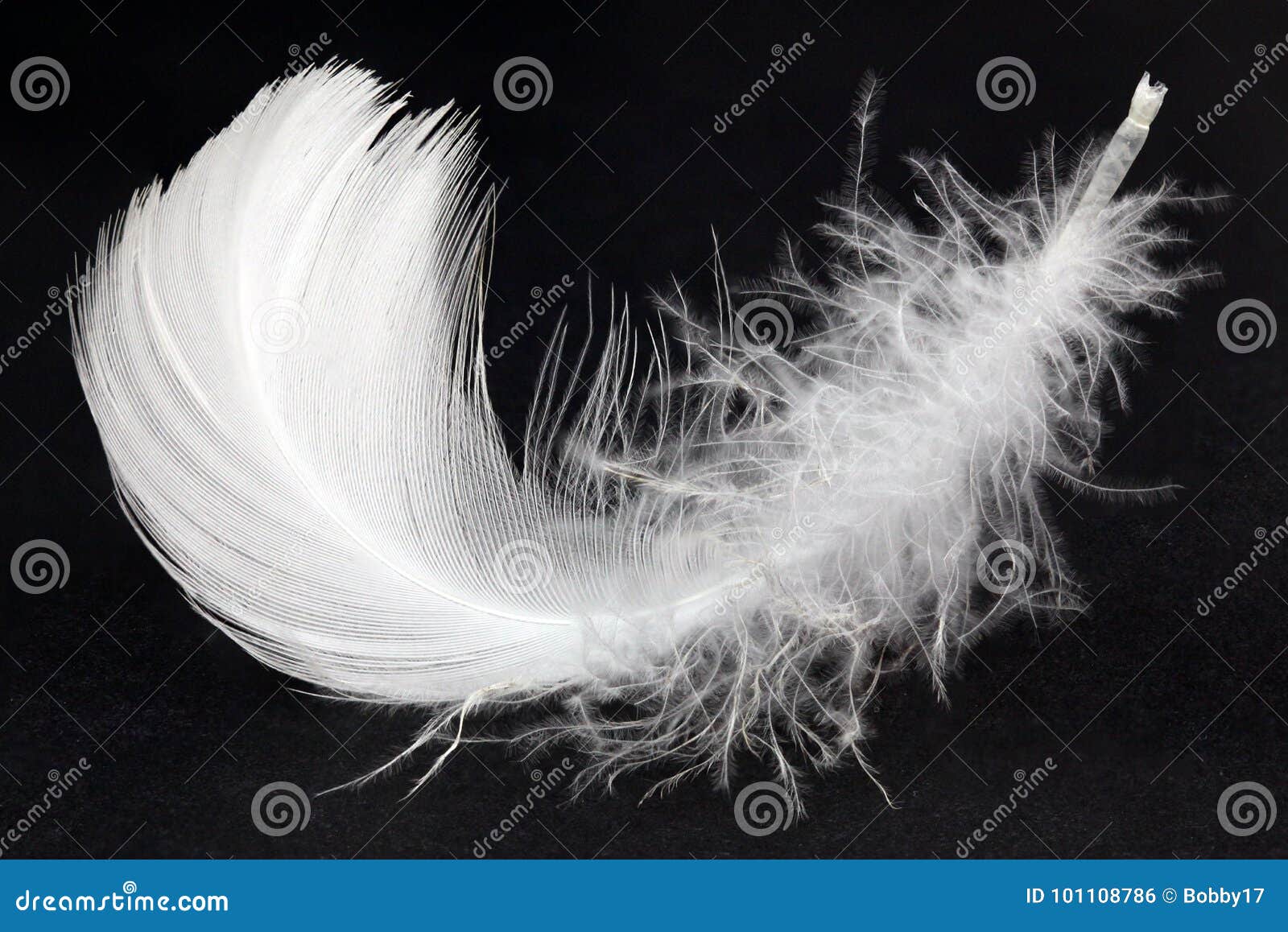 Swans down stock photo. Image of falling, smooth, seagull - 101108786