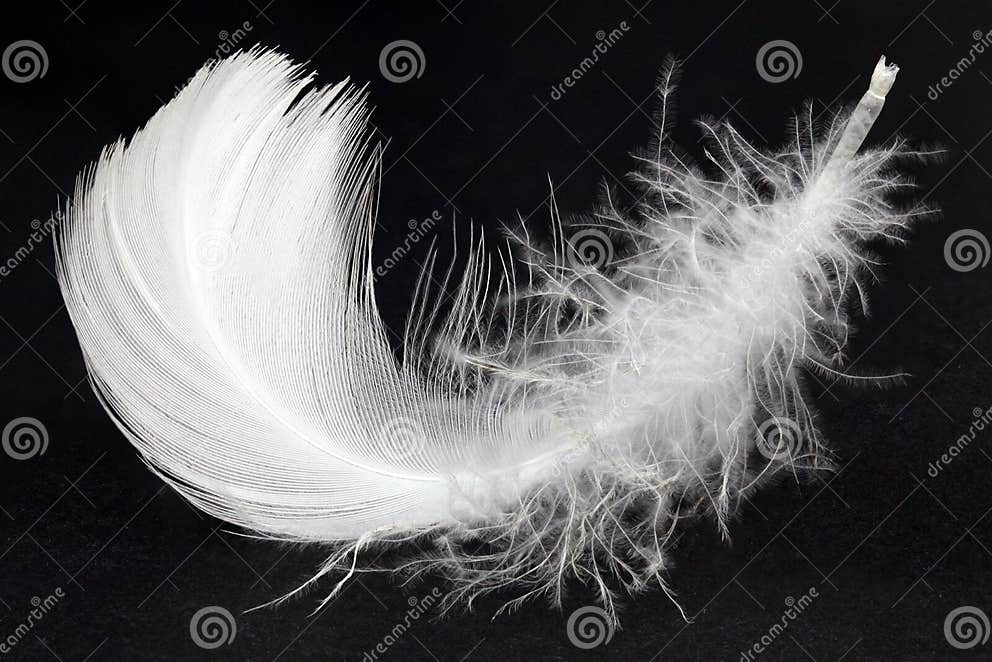 Swans down stock photo. Image of falling, smooth, seagull - 101108786