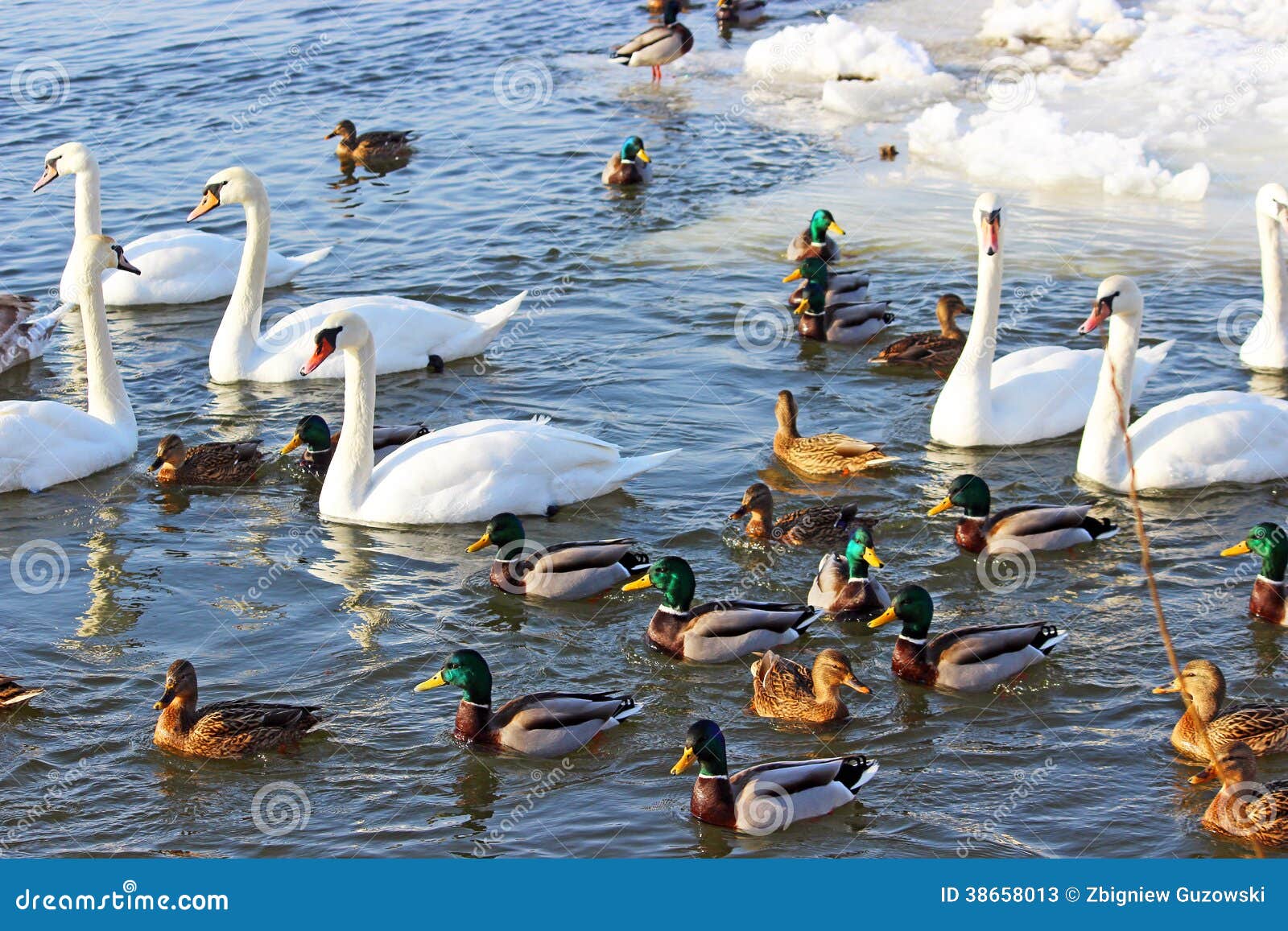 Swans and ducks stock image. Image of birds, flock, animals - 38658013