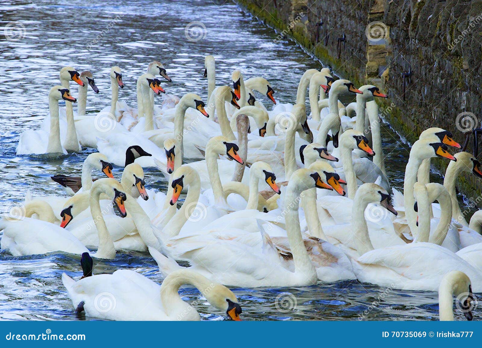 Swans , England stock image. Image of flight, windsor - 70735069
