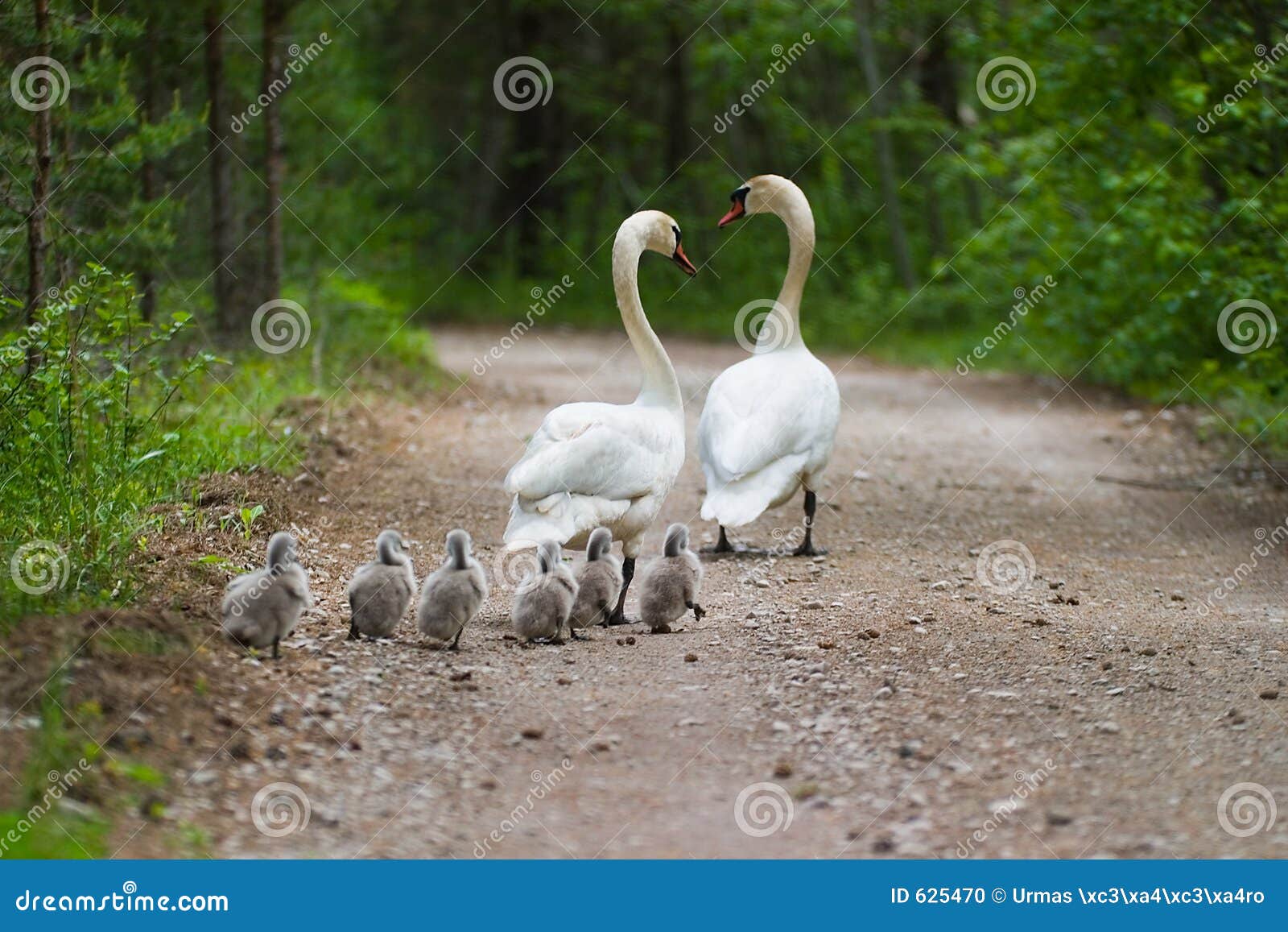 Swans family stock photo. Image of wedding, nature, cygnet - 625470