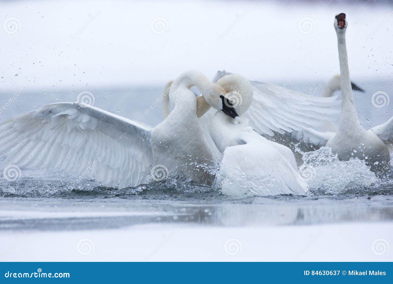Swans fighting and biting stock image. Image of snowfall - 84630637